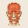 Frontalis Muscle: Functions, Exercises, and Muscle Support – Once In A ...